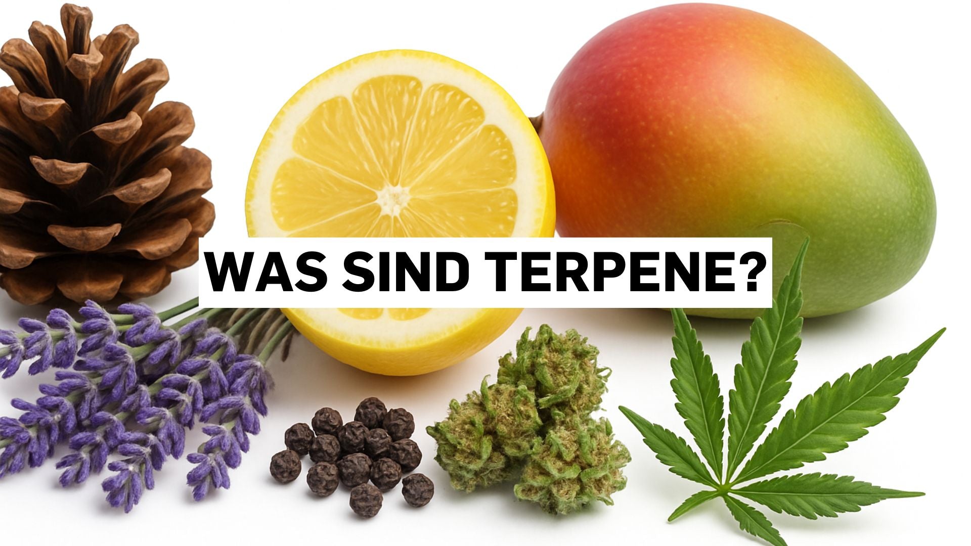 Terpene verstehen: Was sie sind und wie sie wirken
